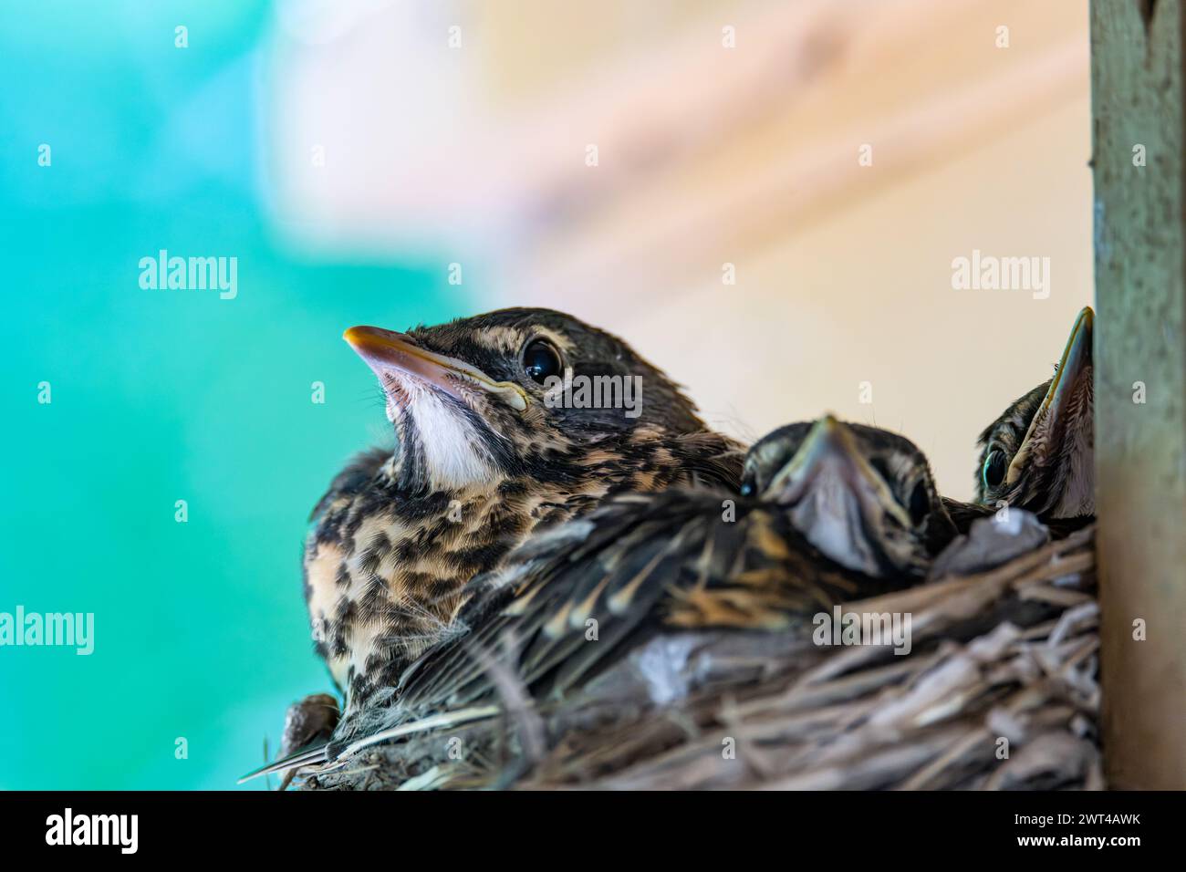 American robin, Turdus migratorius, three robin chicks in nest Stock ...