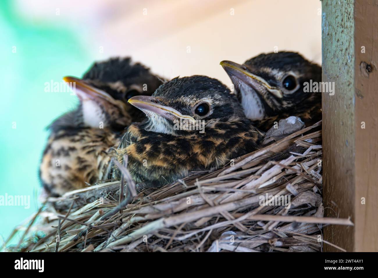American robin, Turdus migratorius, three robin chicks in nest Stock ...