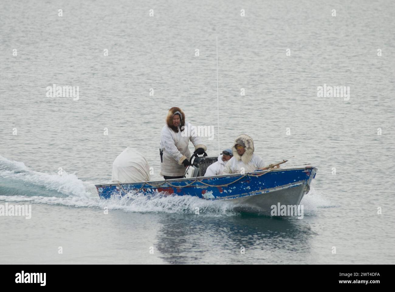 Inupiaq subsistence whalers bowhead whale catch on the pack ice during ...