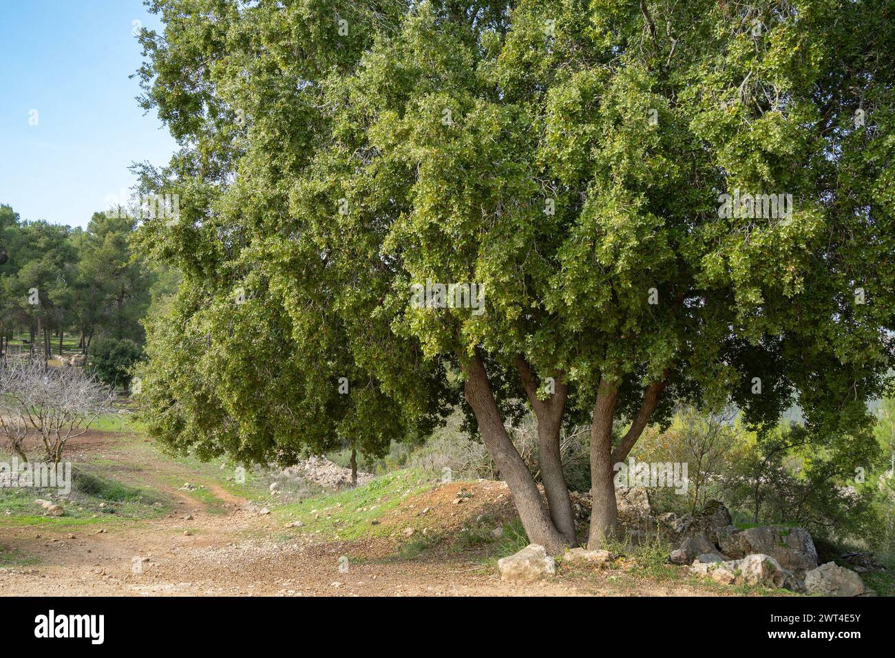 A big aged oak tree in a mediterranean forest in the Judea mountains ...