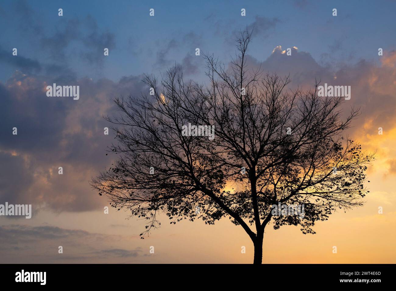 The silhouette of a tree against a cloudy sunset sky, turning from blue ...