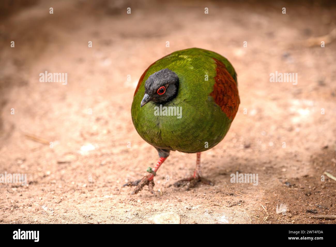 Red crowned partridge hi-res stock photography and images - Alamy
