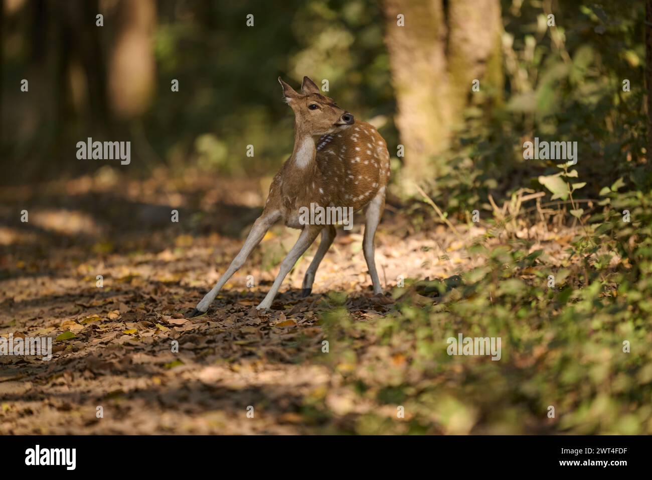 Spotted deer on alert, Corbett National Park, India Stock Photo - Alamy