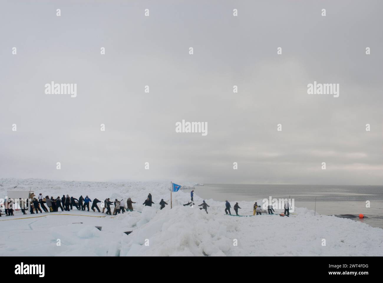 Inupiaq subsistence whalers bowhead whale catch on the pack ice during ...