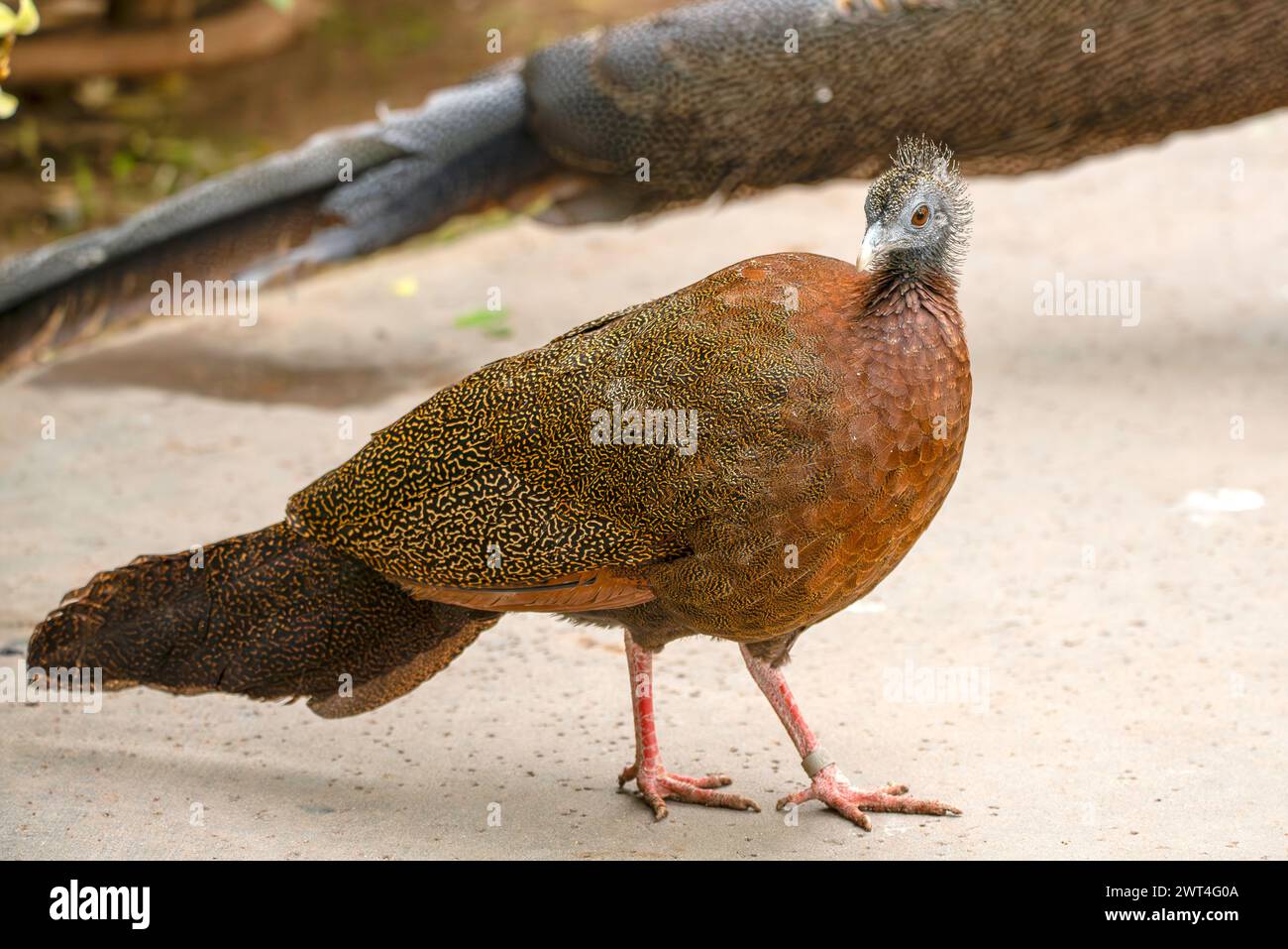 Malayan Great Argus Stock Photo - Alamy
