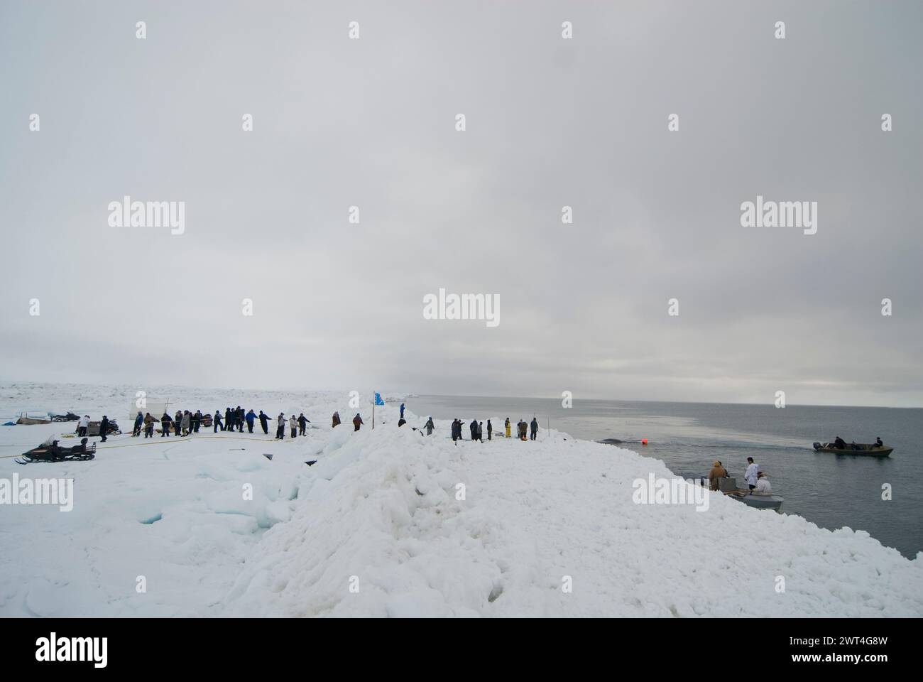 Inupiaq subsistence whalers bowhead whale catch on the pack ice during ...