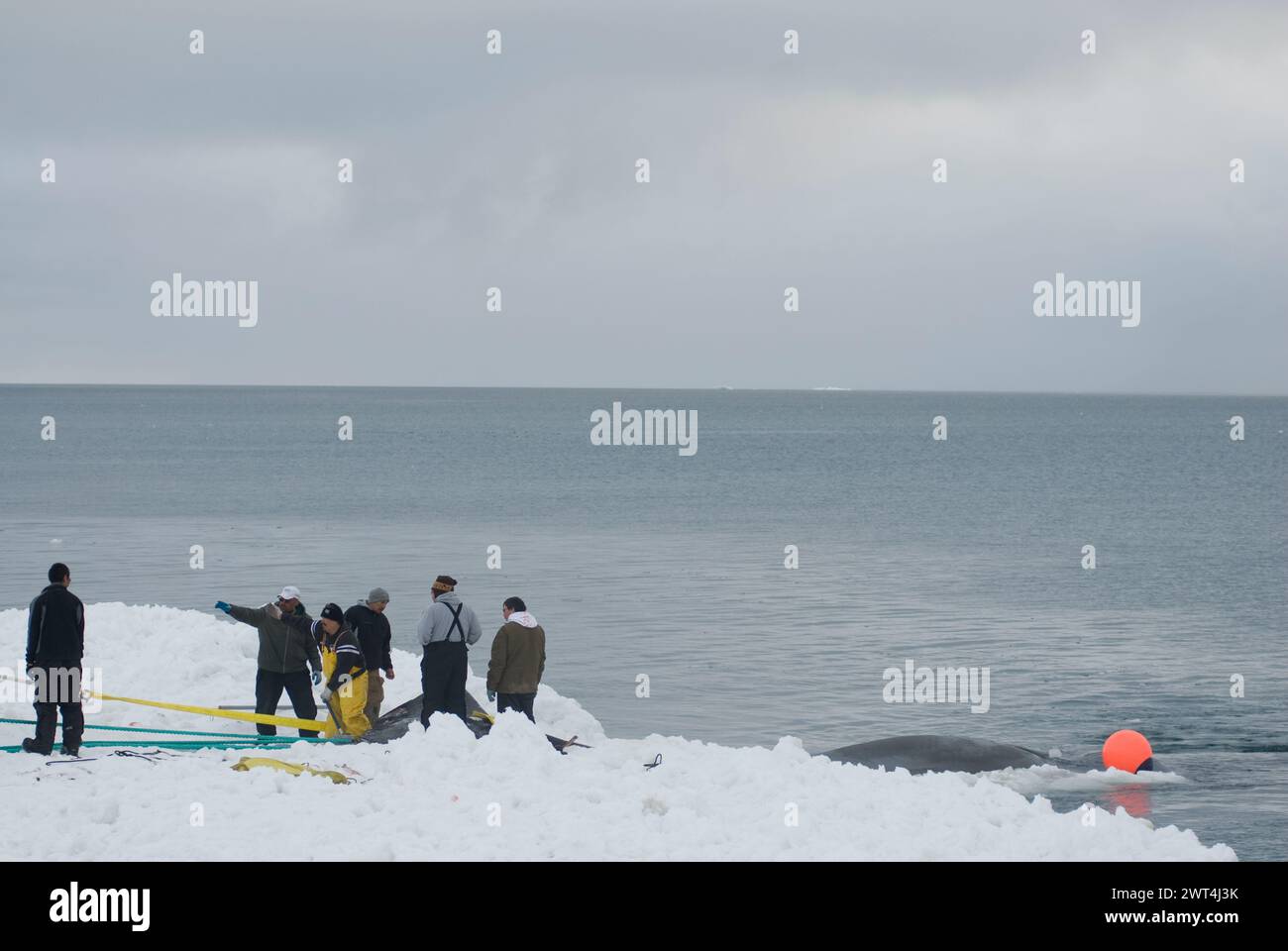 Inupiaq subsistence whalers bowhead whale catch on the pack ice during ...