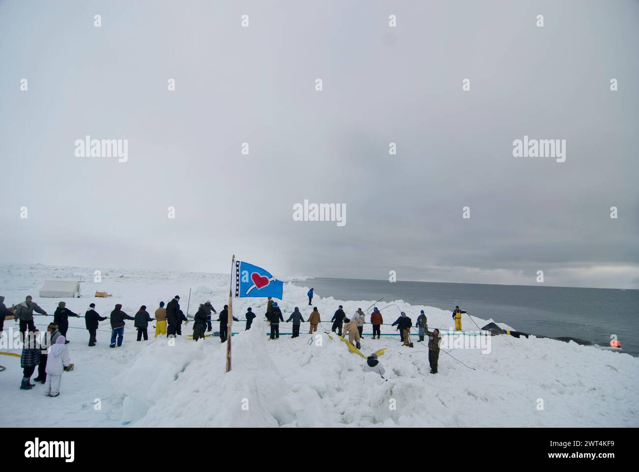 Inupiaq subsistence whalers bowhead whale catch on the pack ice during ...