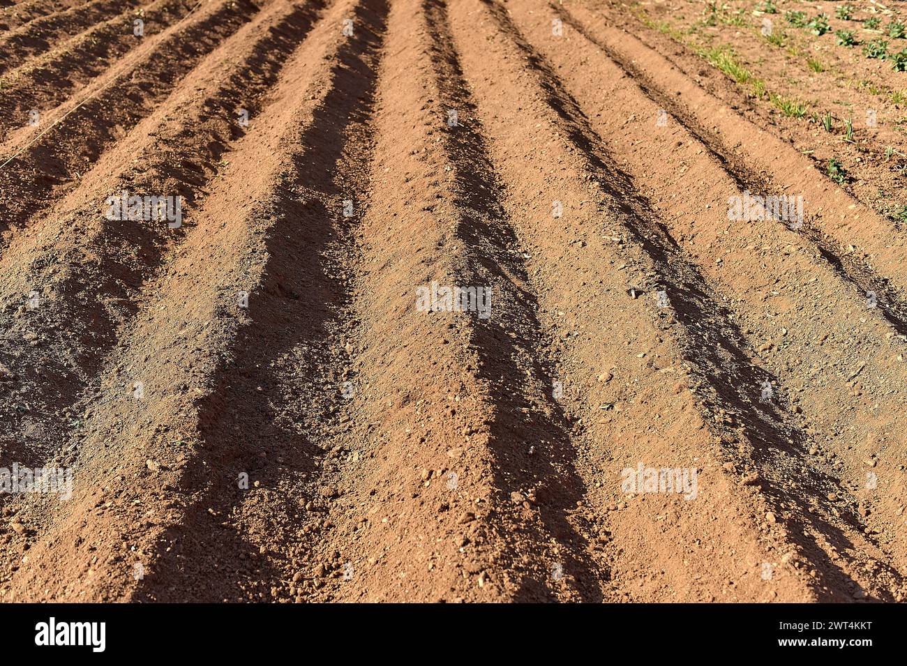 View of a dry and cracked crop field, evidencing the lack of water and ...