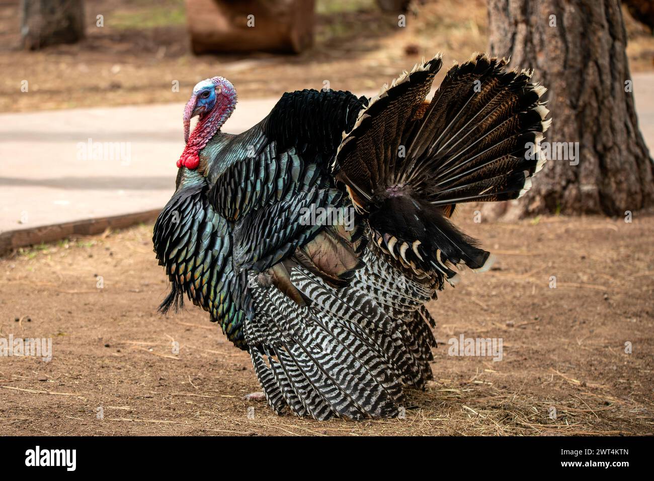 Tom strutting hi-res stock photography and images - Alamy