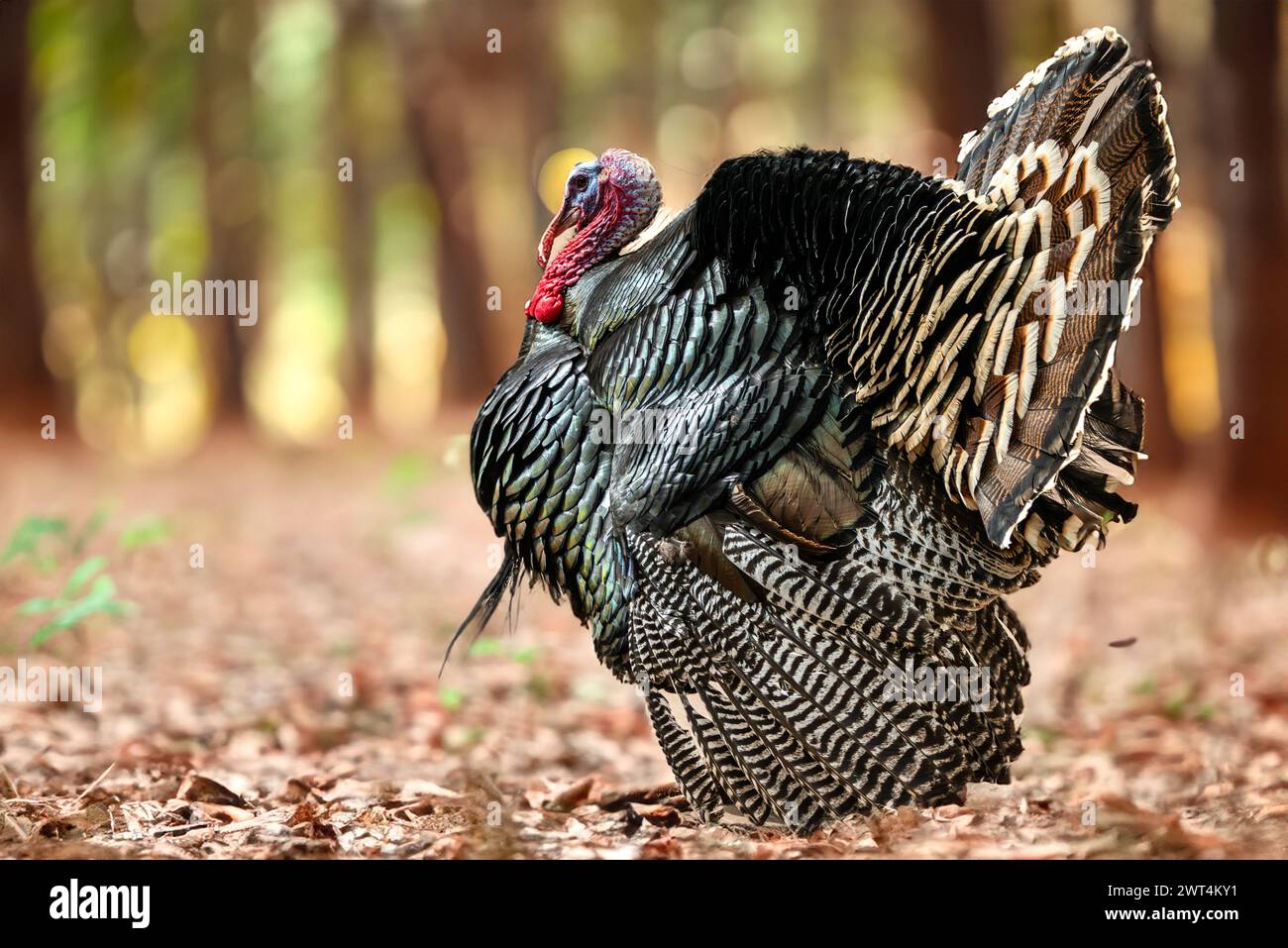 Tom strutting hi-res stock photography and images - Alamy