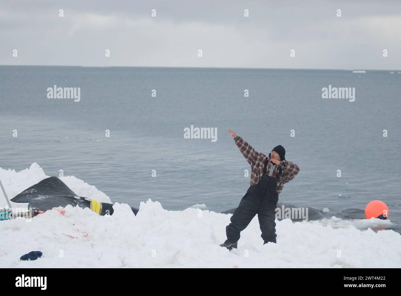 Inupiaq subsistence whalers bowhead whale catch on the pack ice during ...