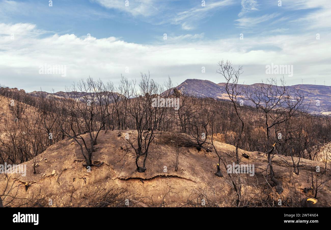 Devastating wildfire in Alexandroupolis Evros Greece, ecological and ...