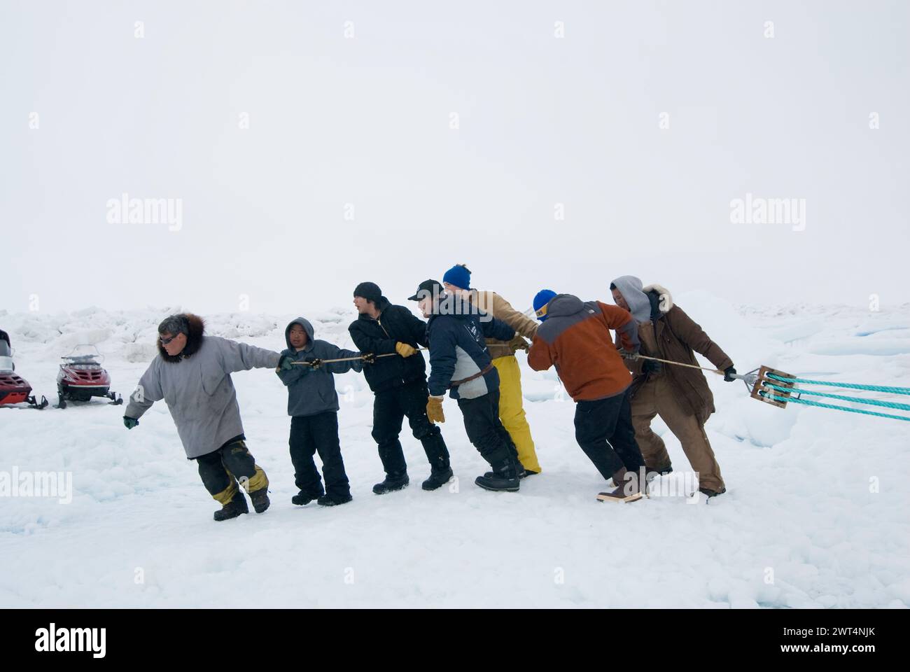 Inupiaq subsistence whalers bowhead whale catch on the pack ice during ...