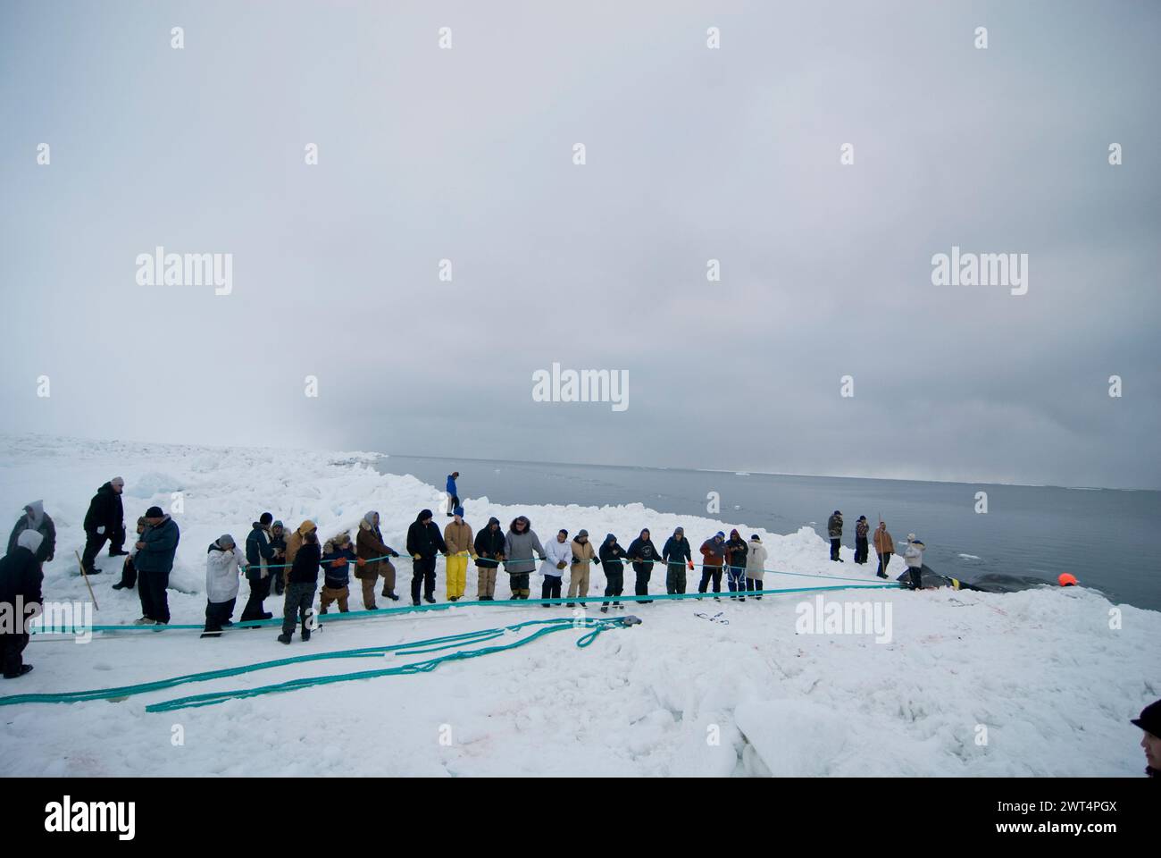 Inupiaq subsistence whalers bowhead whale catch on the pack ice during ...