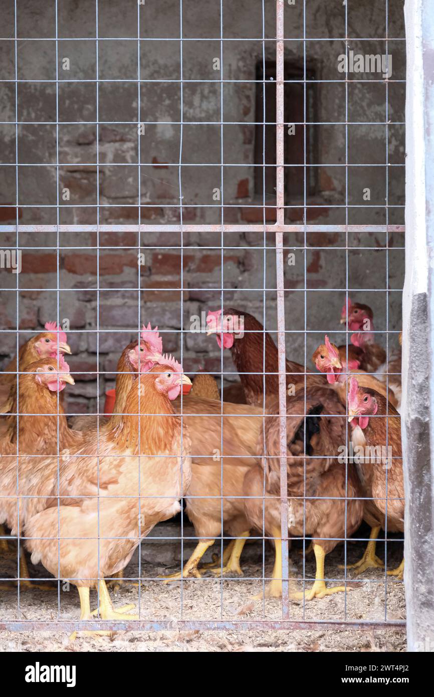 Flock of grown hens behind wire mesh in a rustic farm. Garlasco ...