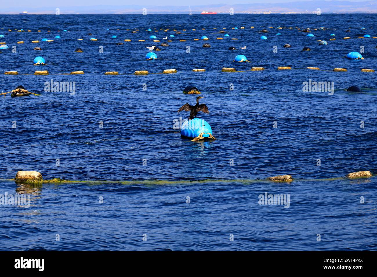 Oyster and mussel farm in Black Sea. Containers with oysters. Growing ...