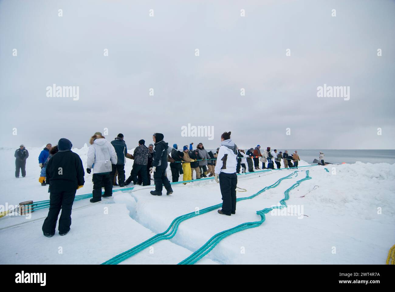 Inupiaq subsistence whalers bowhead whale catch on the pack ice during ...