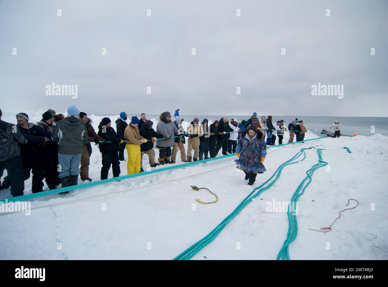 Inupiaq subsistence whalers bowhead whale catch on the pack ice during ...