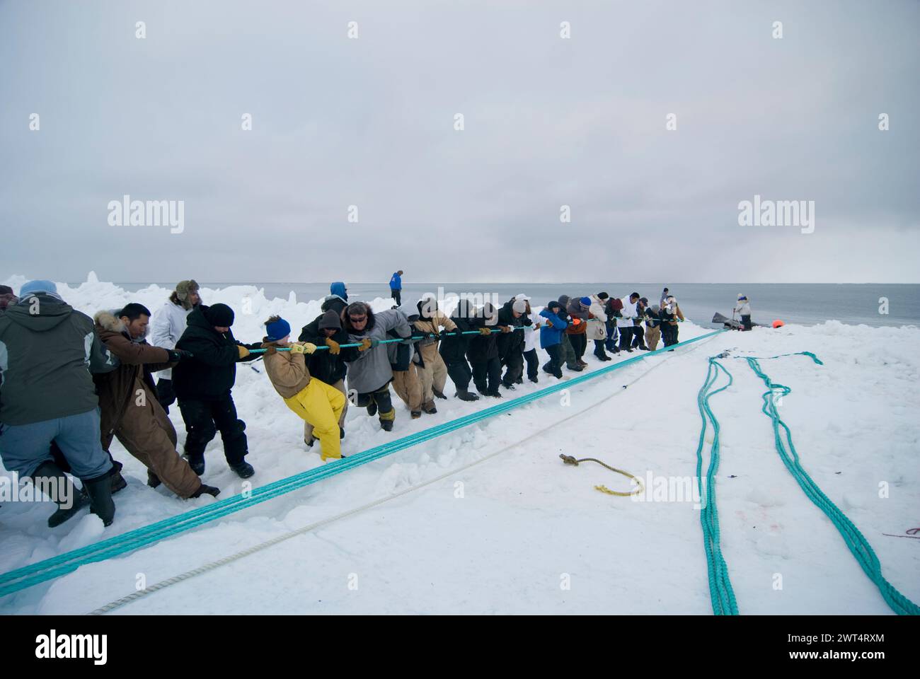 Inupiaq subsistence whalers bowhead whale catch on the pack ice during ...