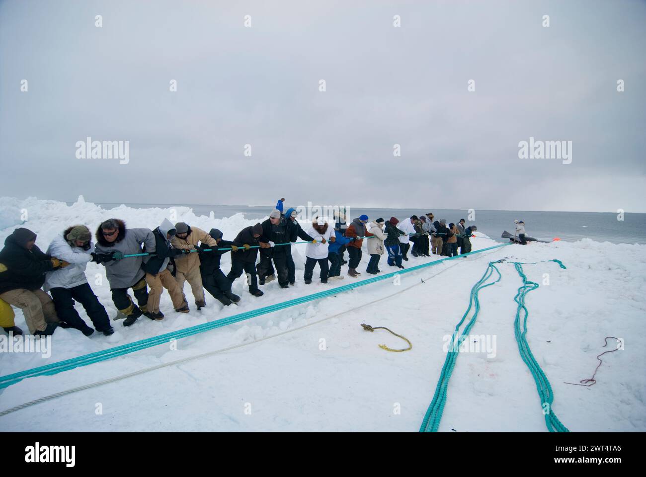 Inupiaq subsistence whalers bowhead whale catch on the pack ice during ...