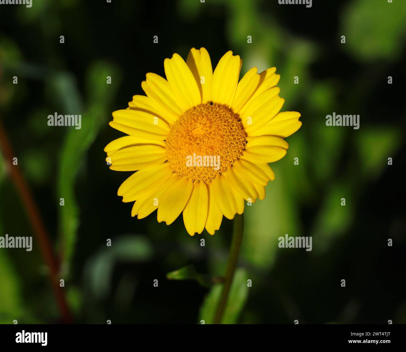 Spring flower, a solitary Yellow Crown Daisy - Glebionis coronaria ...