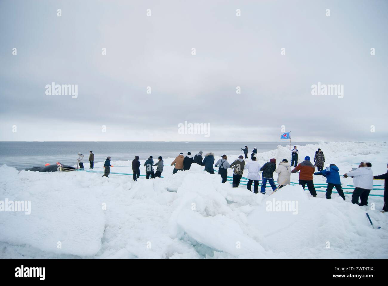 Inupiaq subsistence whalers bowhead whale catch on the pack ice during ...