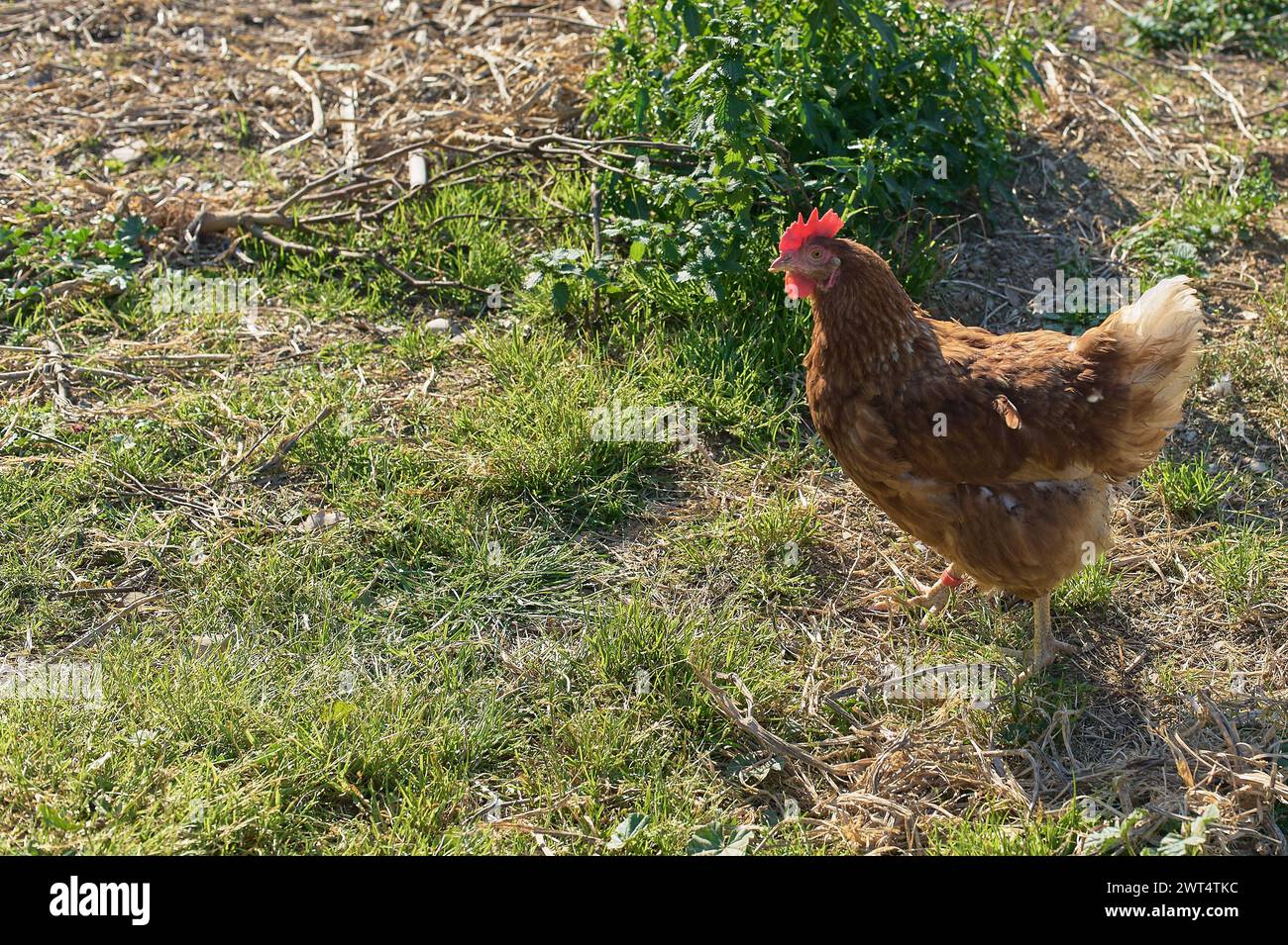 Brown chicken walking on a tilled field, creating a sharp shadow. Ideal ...