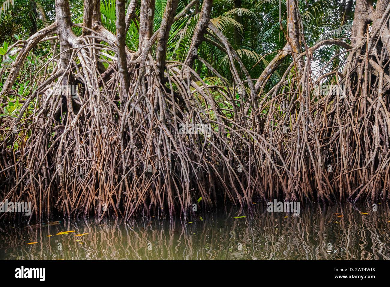 Mangrove habitat split view over and under water surface, foliage with ...