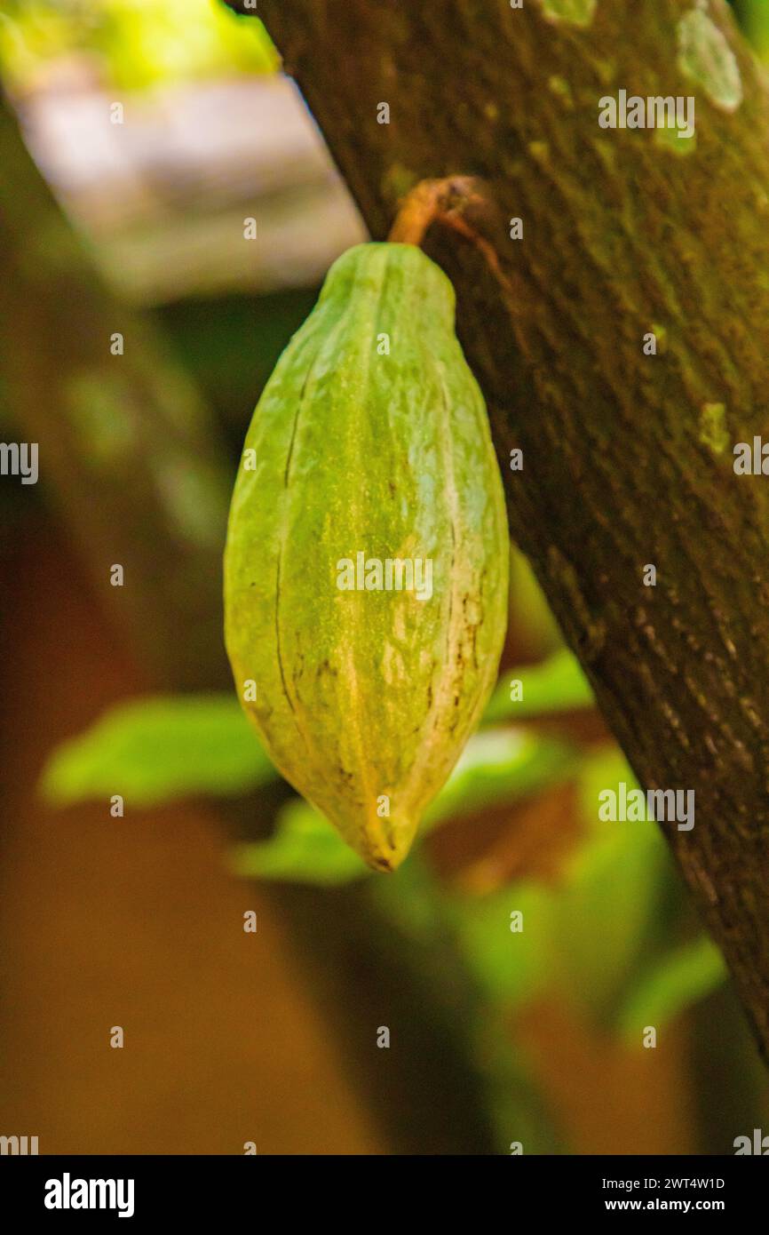 ripe cacao pod hanging on the tree in cacoa plantation. ripening oblong ...