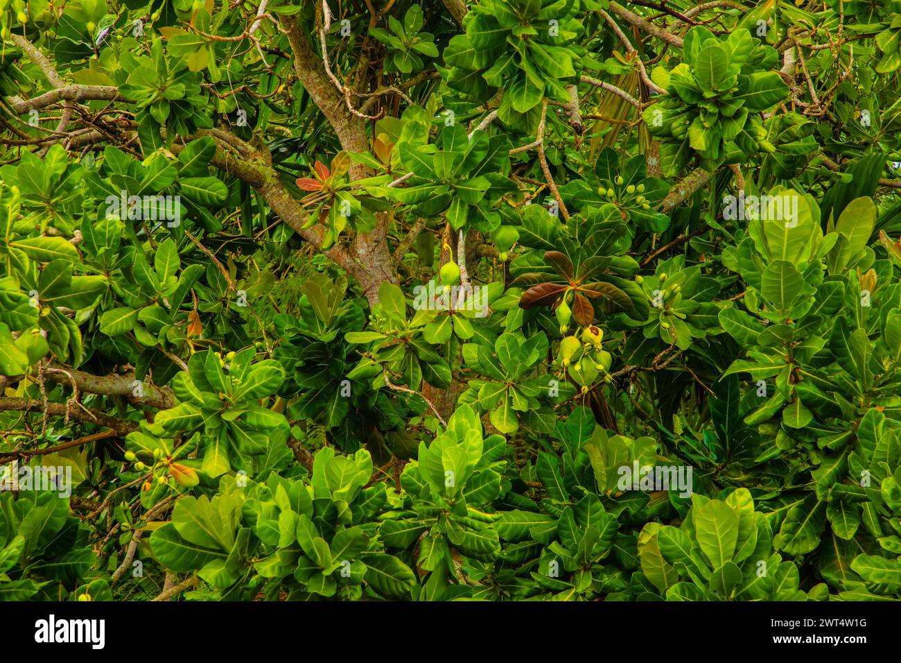 Big tea tree hi-res stock photography and images - Alamy