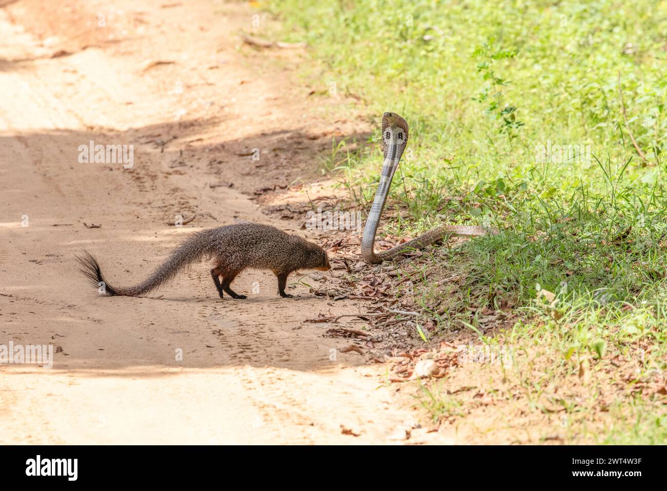 Asian mongoose fights with an aggressive cobra in the wild, natural ...