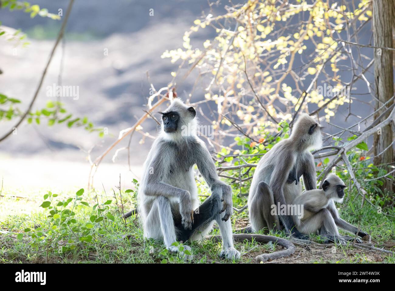 Small group of black faced grey langur monkeys in Yala National Park, Sri Lanka sitting nearby ...