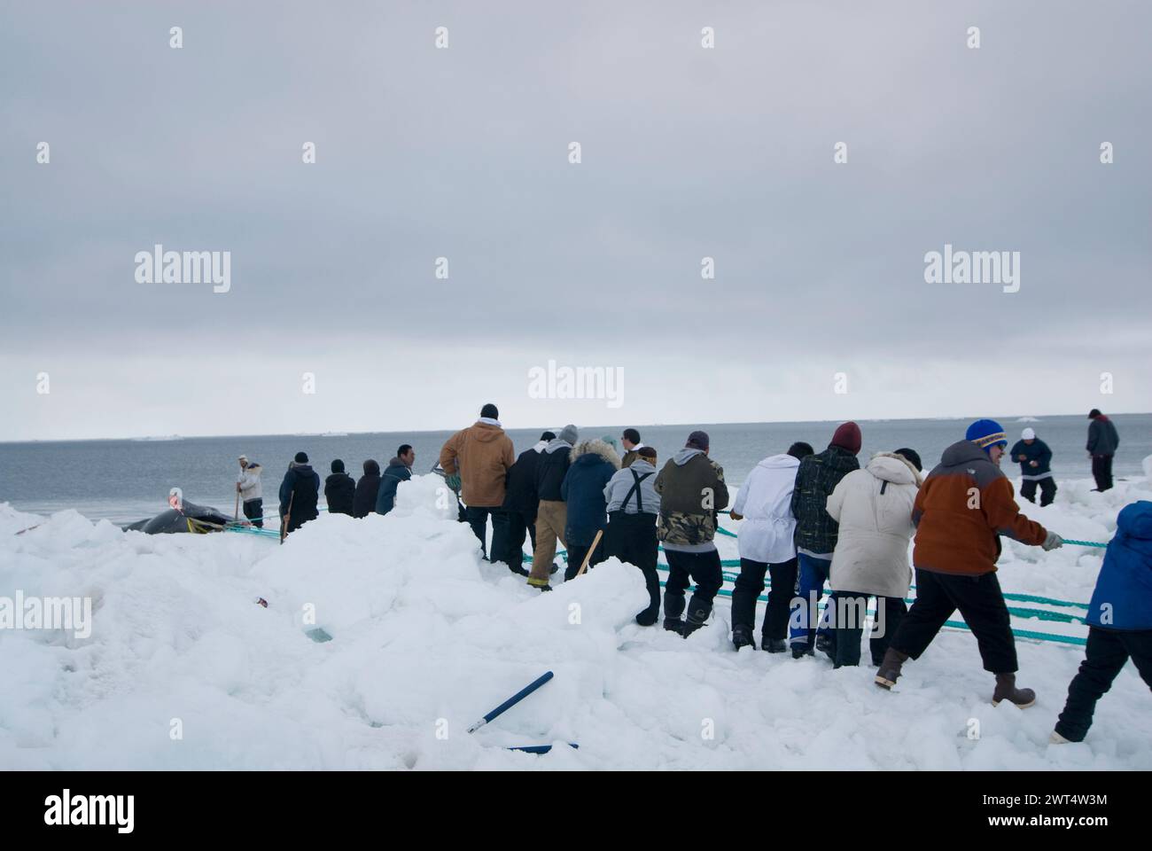 Inupiaq subsistence whalers bowhead whale catch on the pack ice during ...