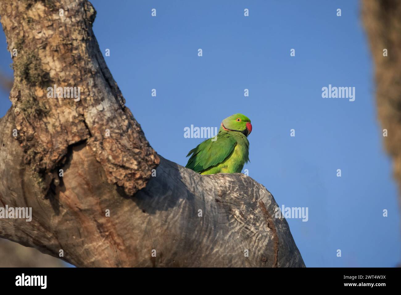 Kramer parrot hi-res stock photography and images - Alamy