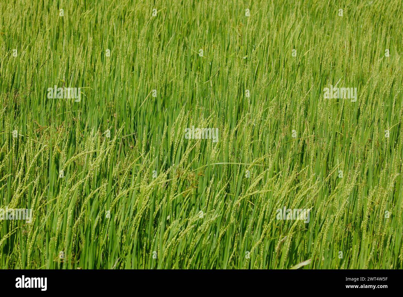 rice spikelet inflorescence. Close-up to green rice seeds in ear of ...