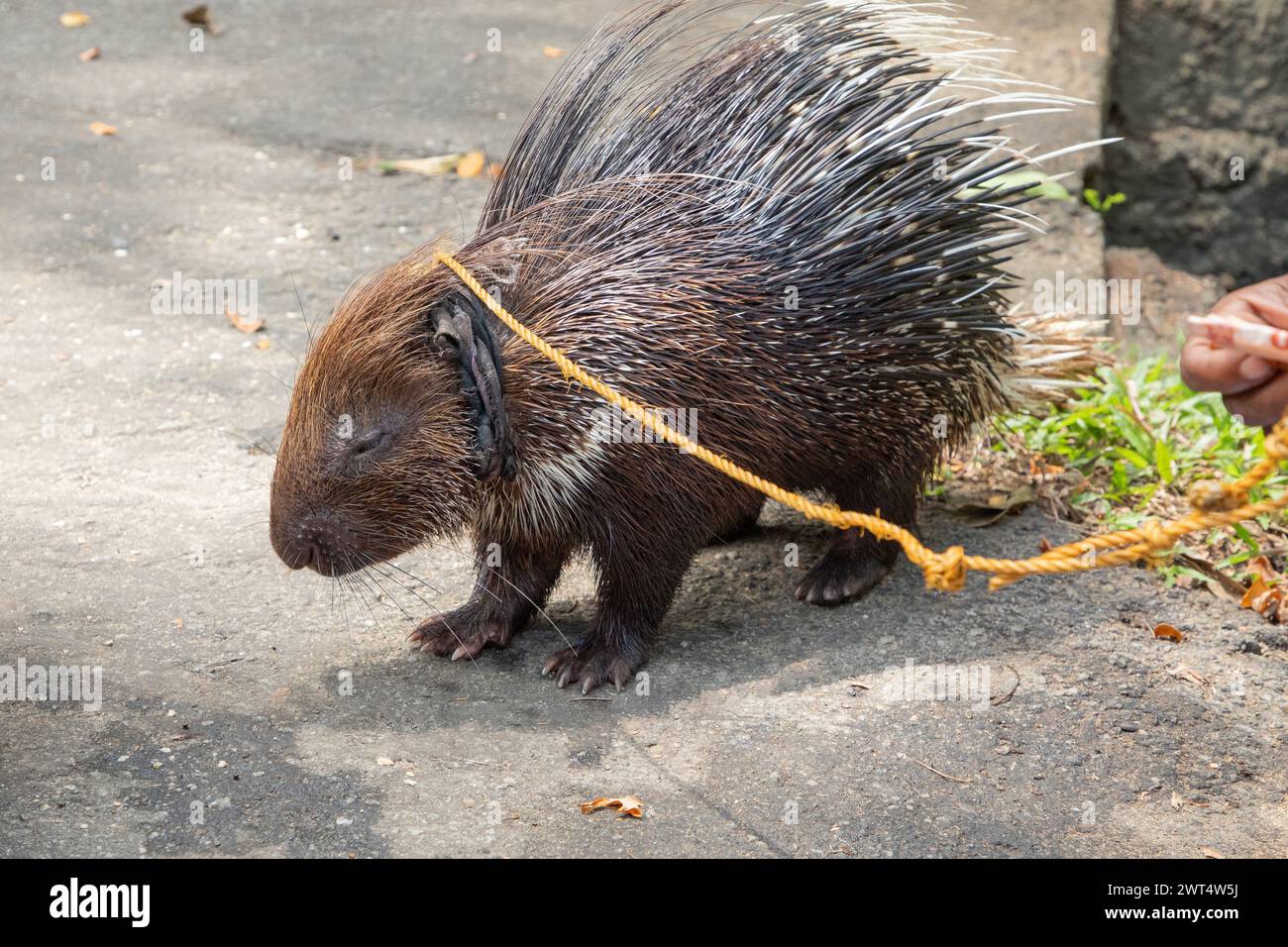 domestic porcupine tied to rope like leash stands on road near its ...