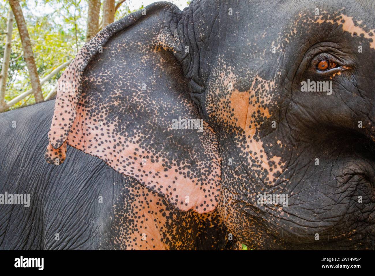 Asian Elephant skin texture abstract background Close up reveals animal ...