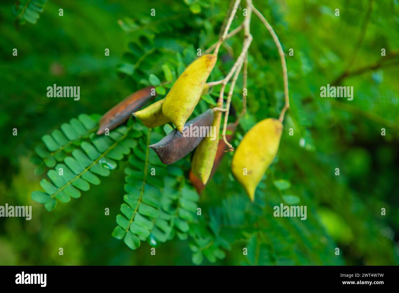 Caesalpinia Sappan (Biancaea) many small green leaves. Harmony with ...