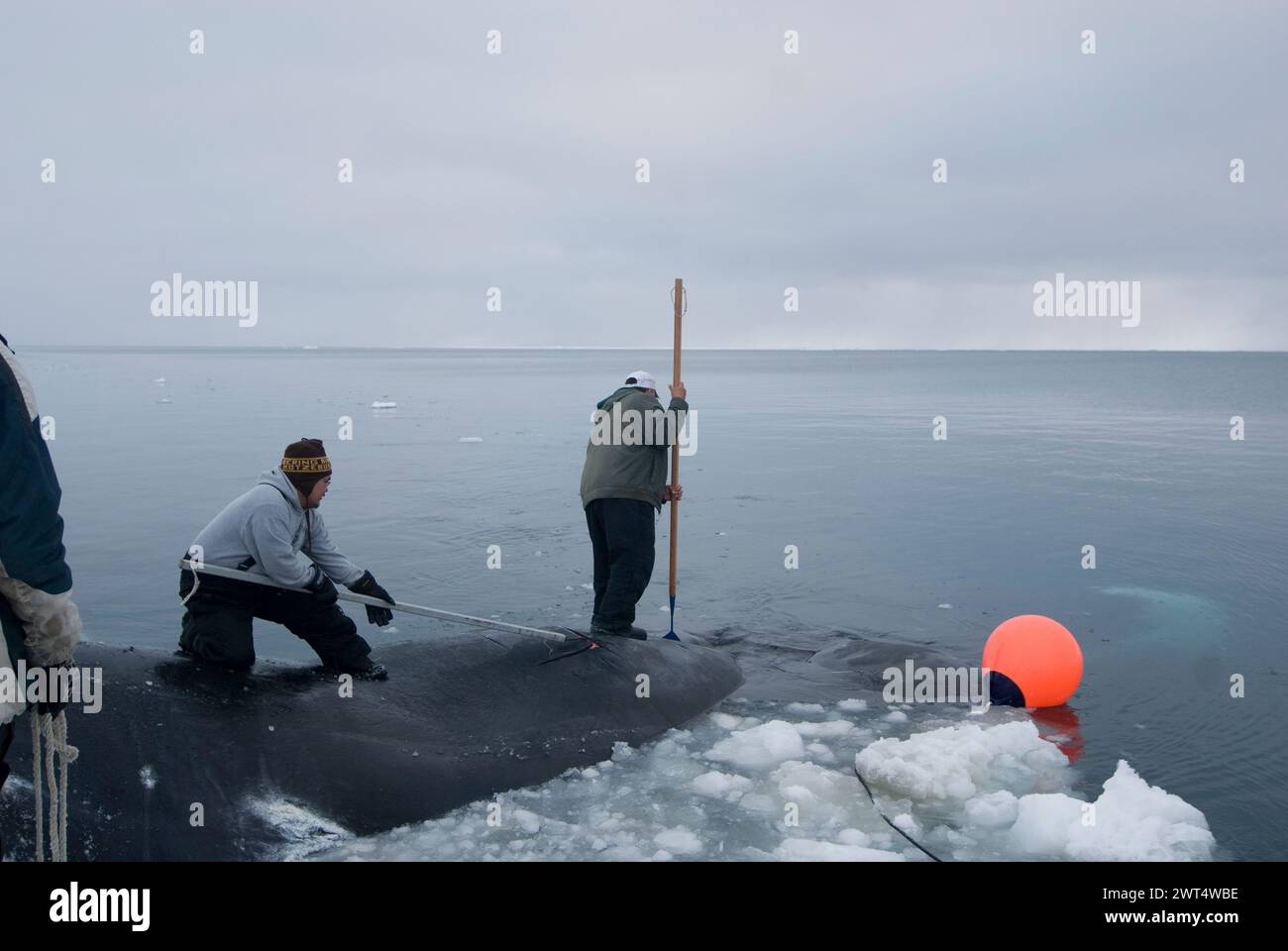 Inupiaq subsistence whalers bowhead whale catch on the pack ice during ...