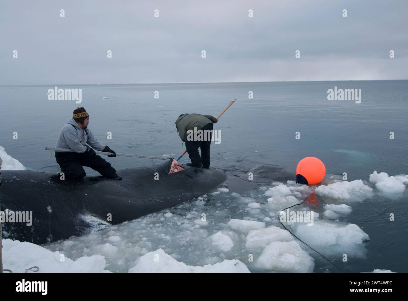 Inupiaq subsistence whalers bowhead whale catch on the pack ice during ...