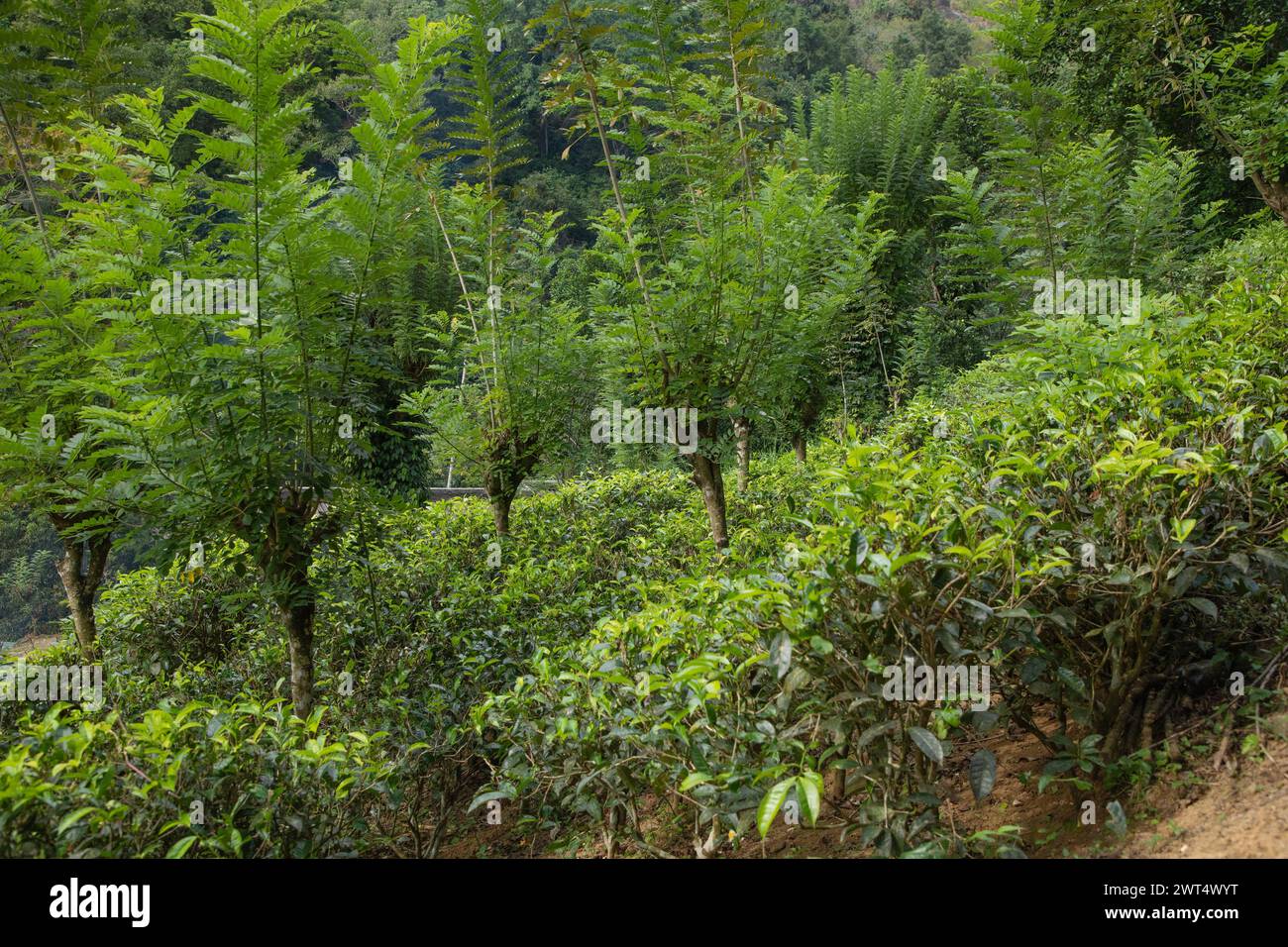 high mountain tea plantation in Sri Lanka. mature green leaves on ...