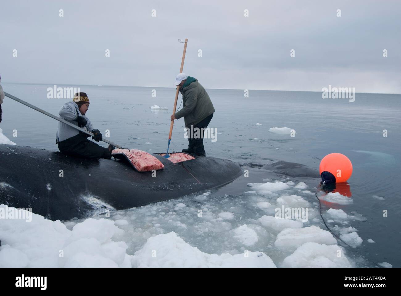 Inupiaq eskimo skin boat hi-res stock photography and images - Alamy