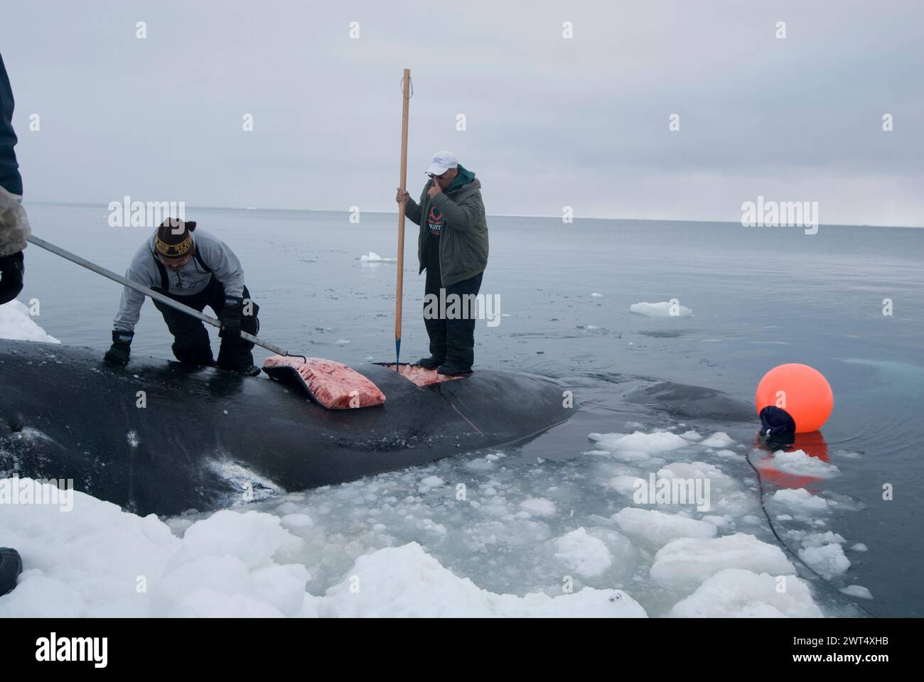 Inupiaq subsistence whalers bowhead whale catch on the pack ice during ...