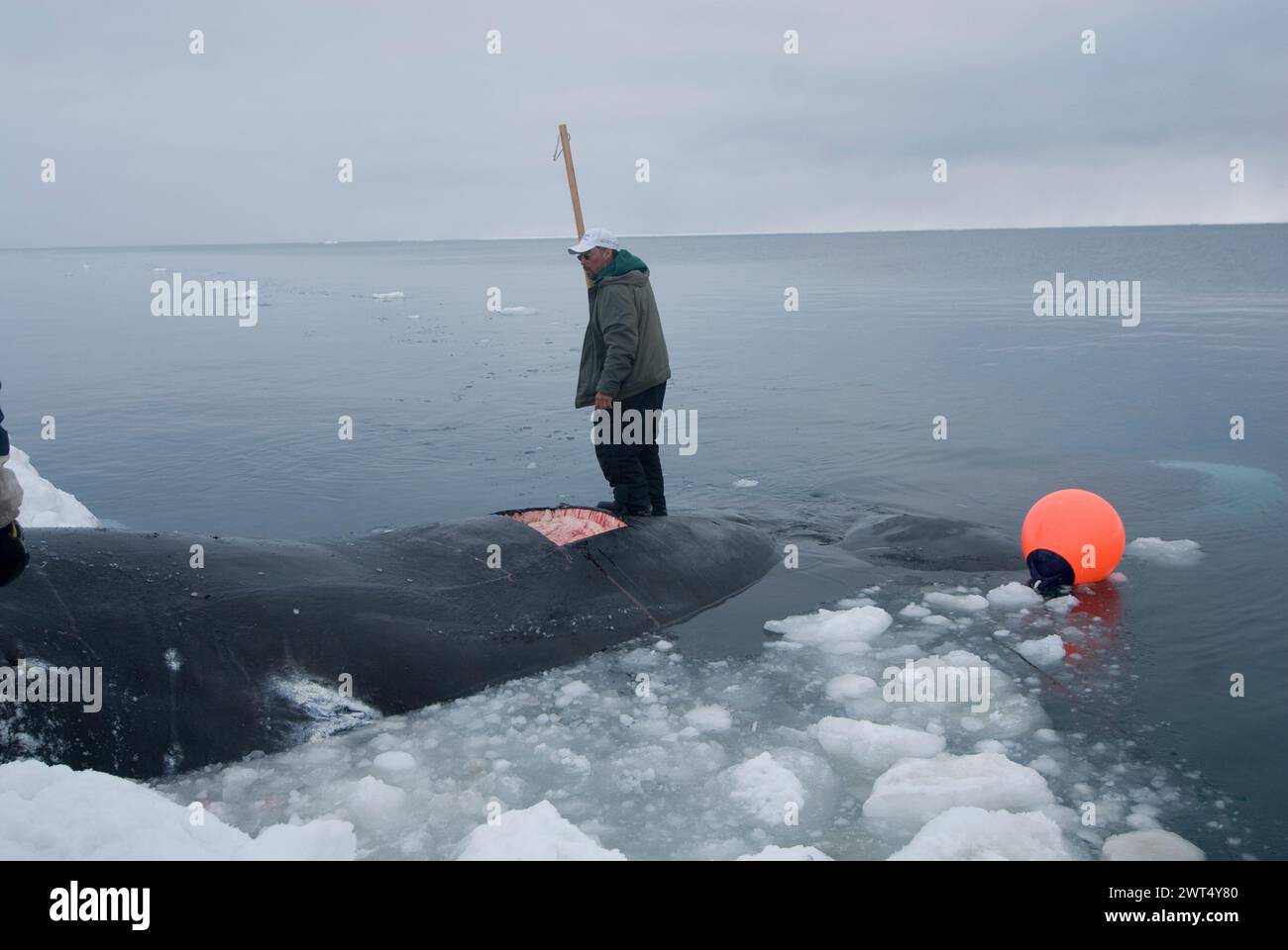 Inupiaq eskimo skin boat hi-res stock photography and images - Alamy