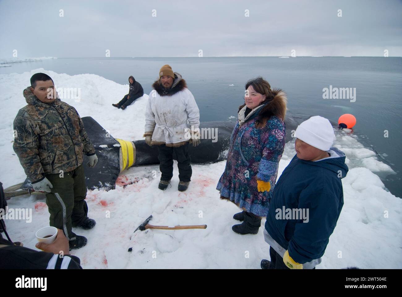 Inupiaq subsistence whalers bowhead whale catch on the pack ice during ...