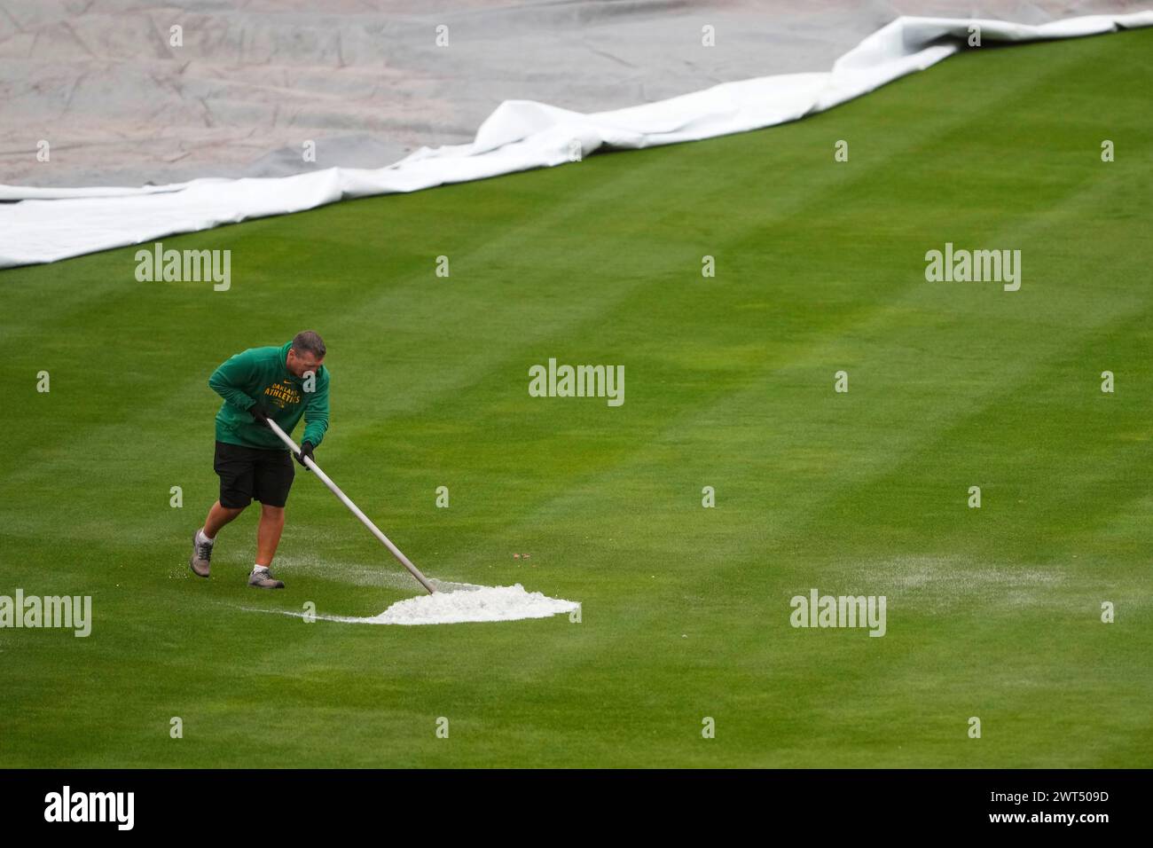 An Oakland Athletics grounds crew member moves water in the outfield ...