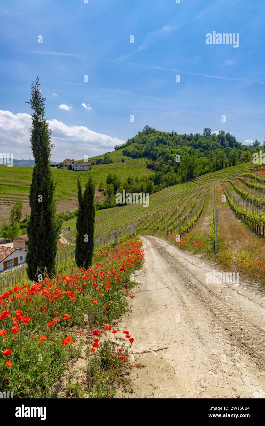 Typical vineyard near Castiglione Falletto, Barolo wine region ...