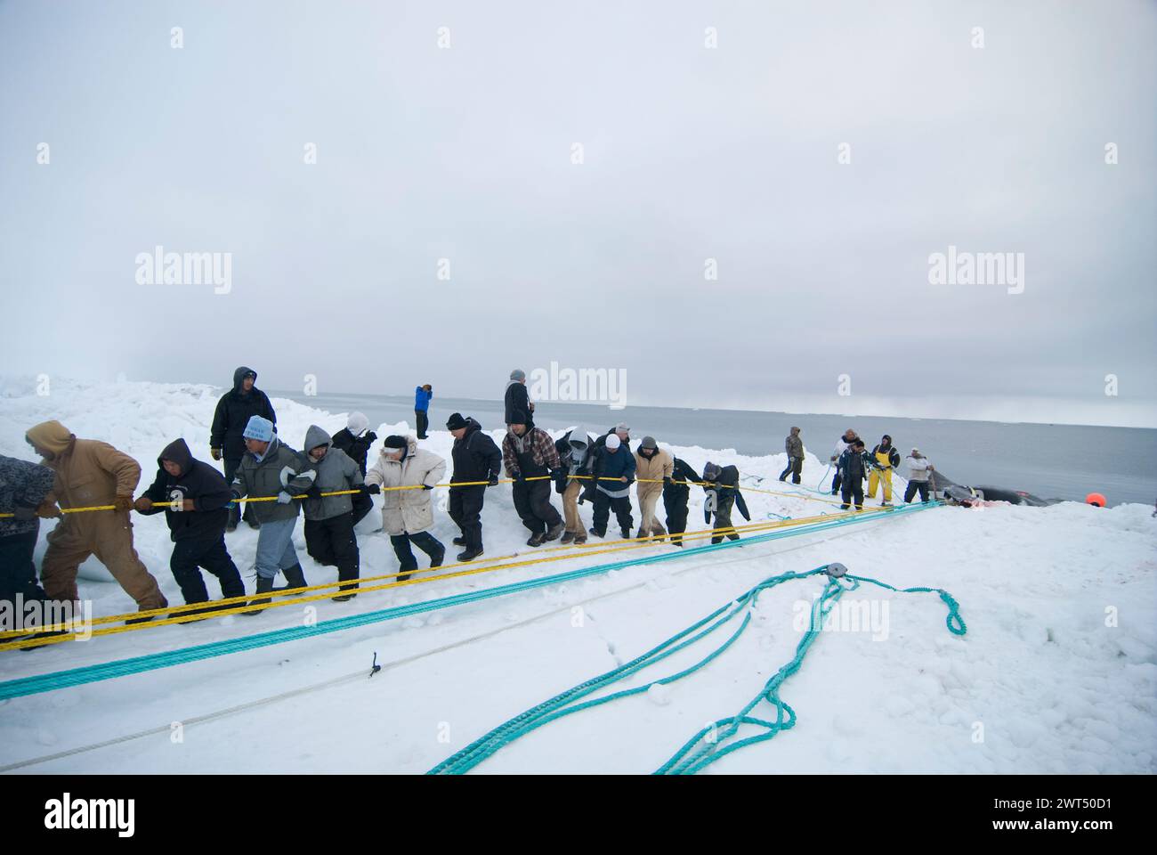 Inupiaq subsistence whalers bowhead whale catch on the pack ice during ...