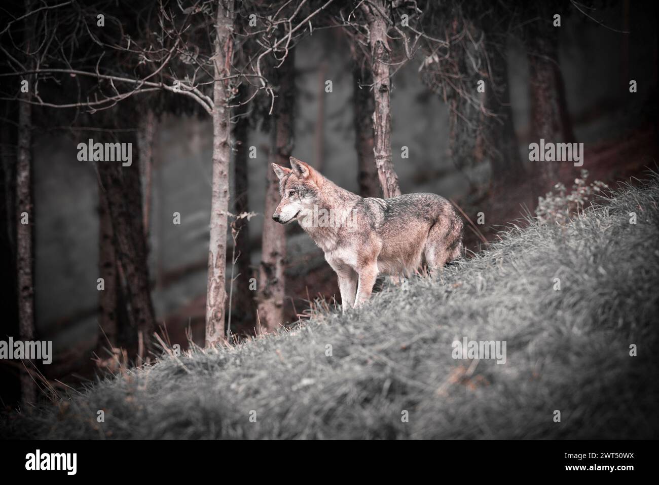 Male Wolf inside natural park looking at prey Stock Photo - Alamy